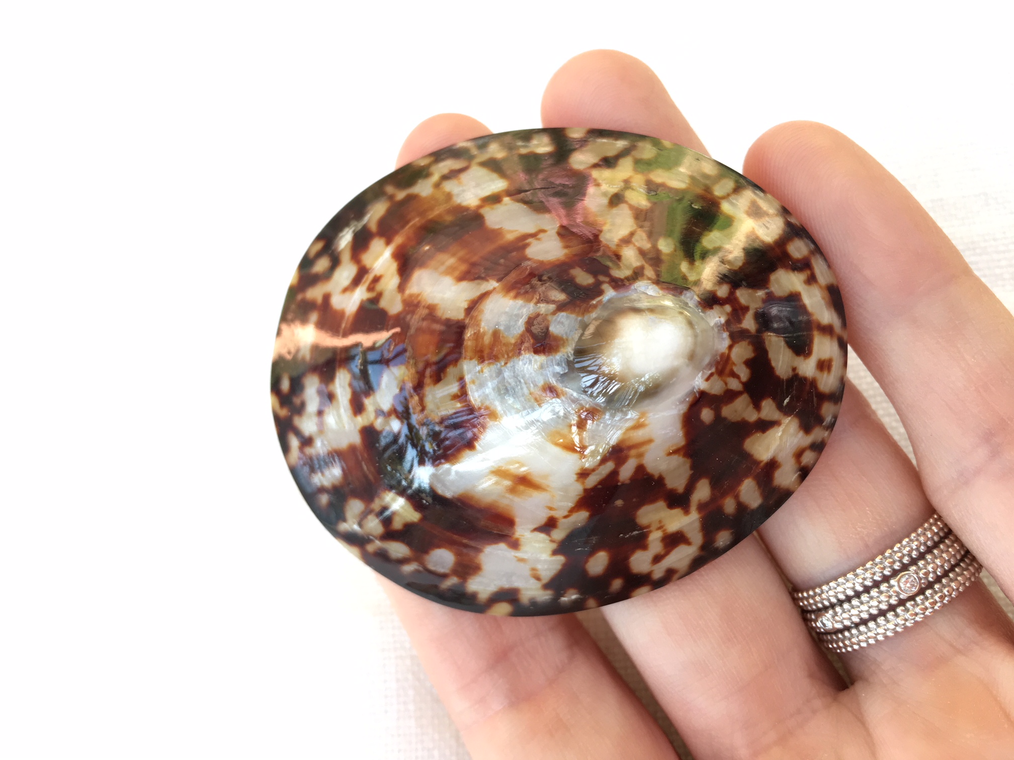 Coquillage d'allaitement - BABY SHELL